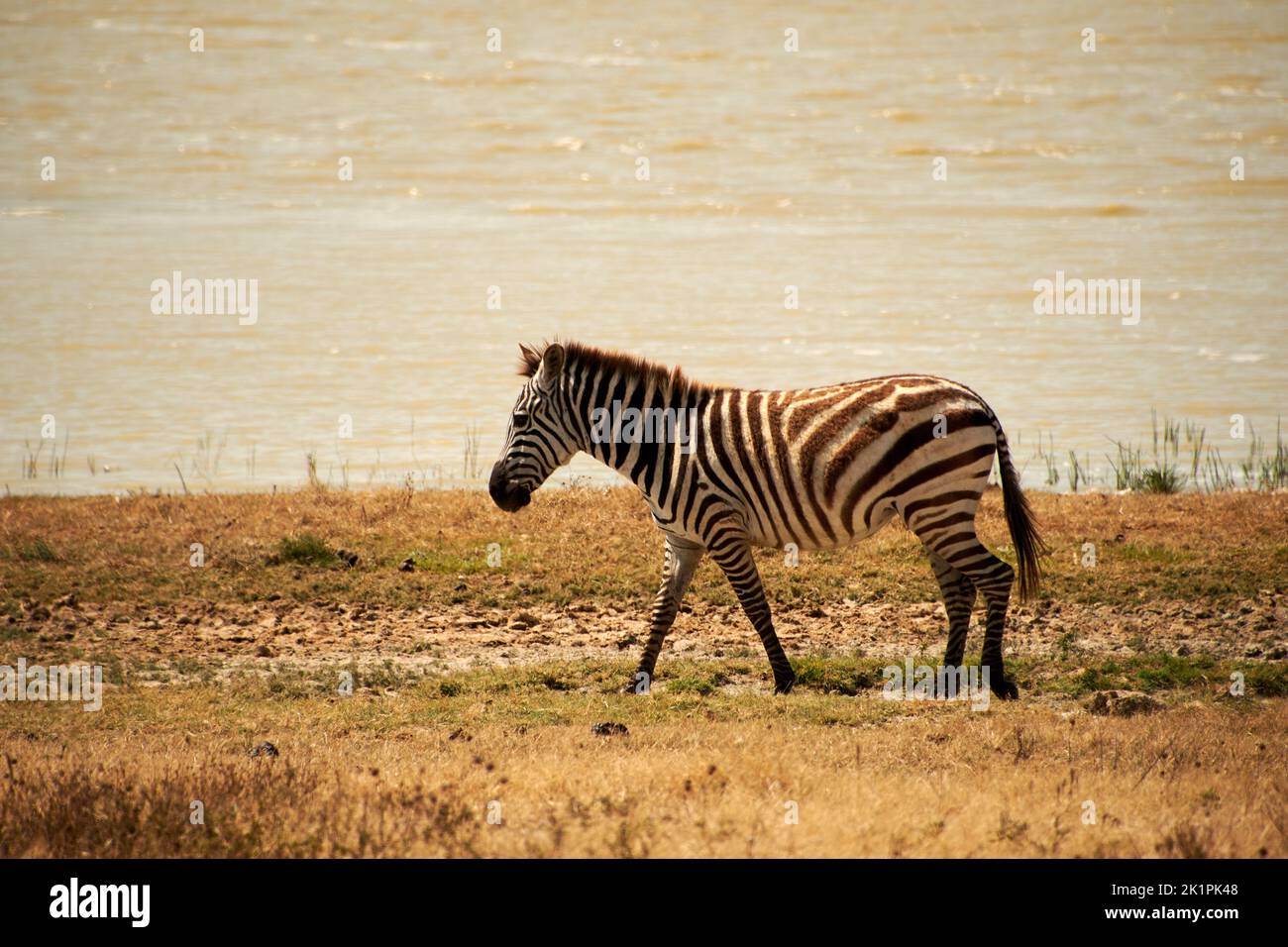 A small wild zebra walking on a safari reserve Stock Photo - Alamy