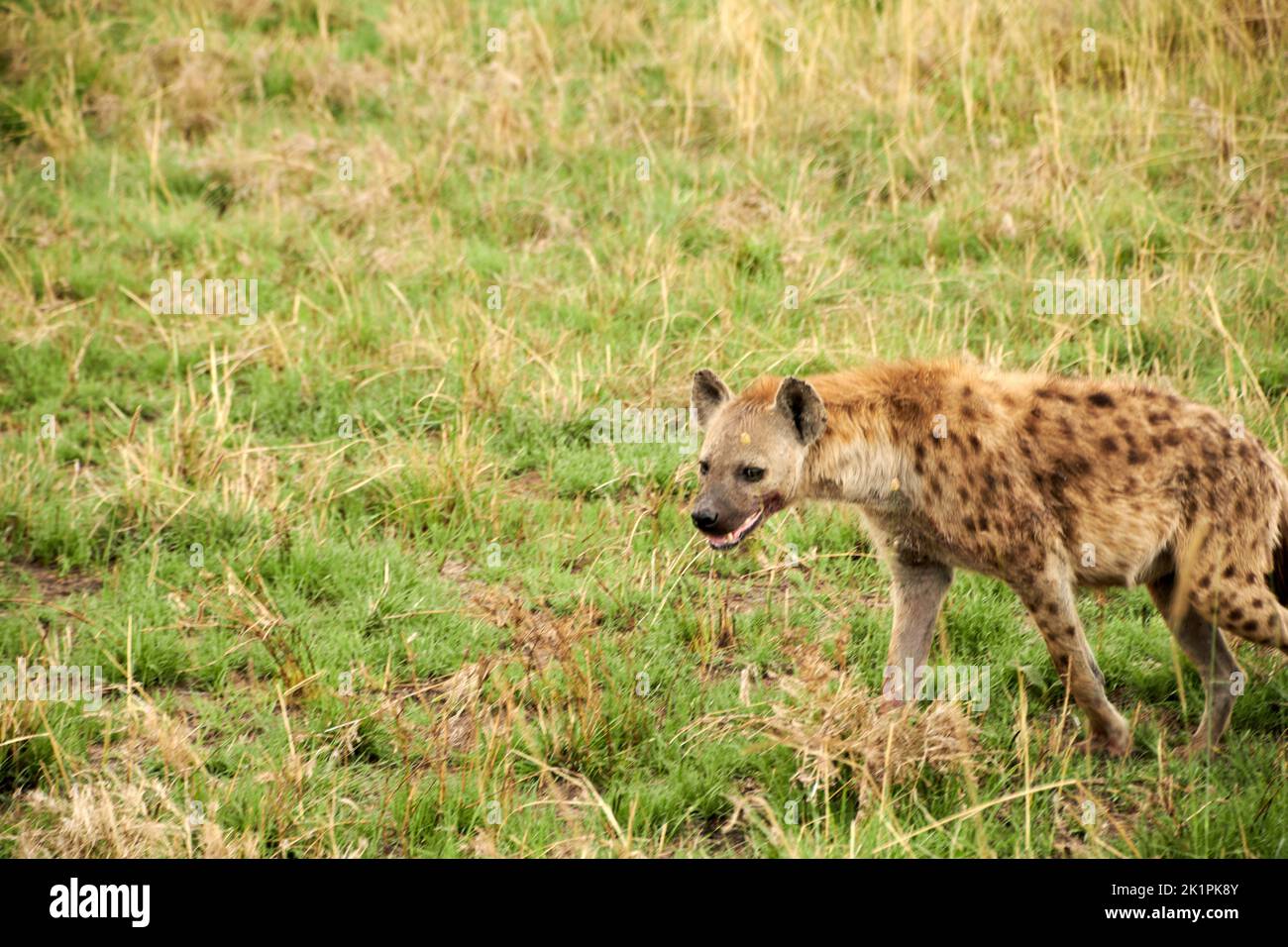 A growling angry hyena on a savanna reserve Stock Photo - Alamy