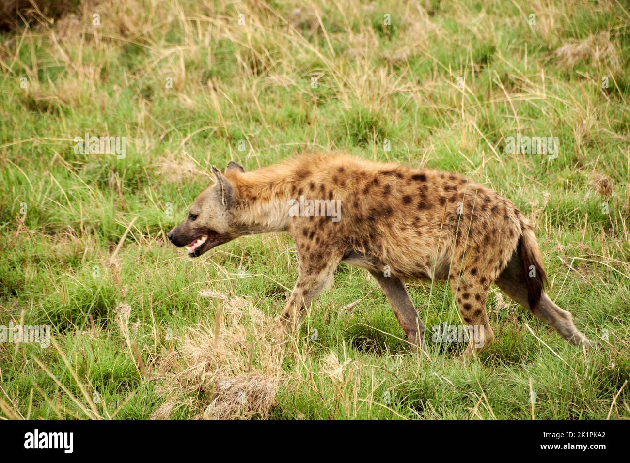 A growling angry hyena on a savanna reserve Stock Photo - Alamy