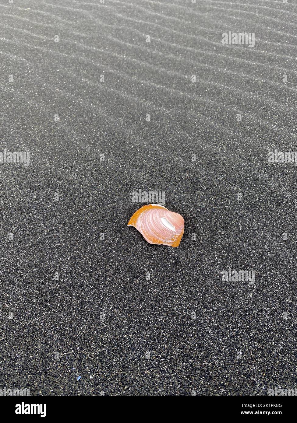 An orange shell on the black sand in the seashore Stock Photo - Alamy