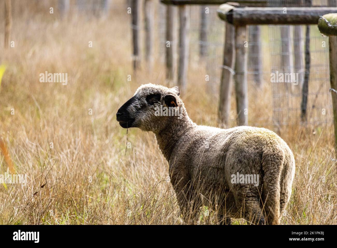 Tall sheep hi-res stock photography and images - Alamy