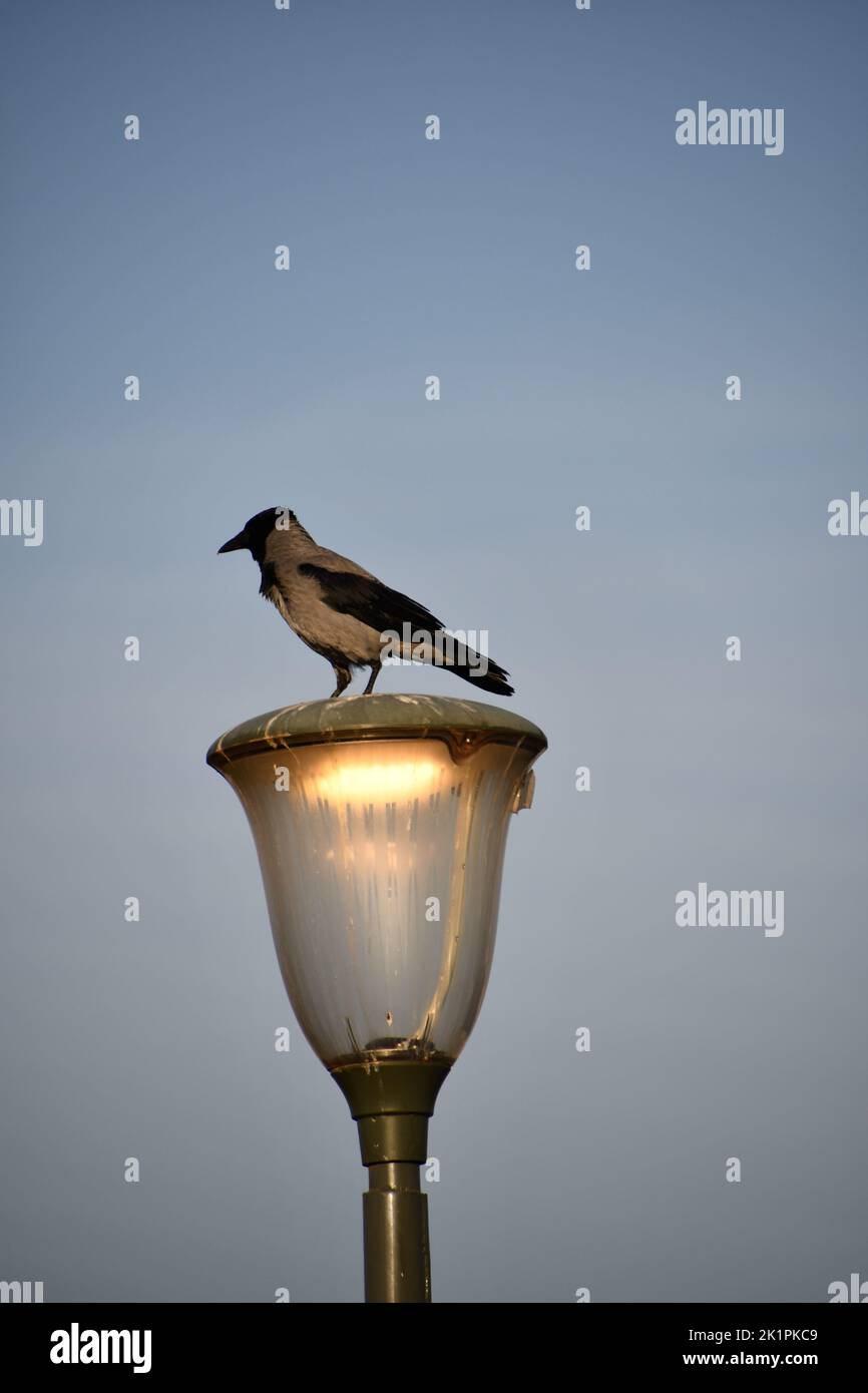 A vertical shot of a hooded crow on a street lamp in the evening Stock ...