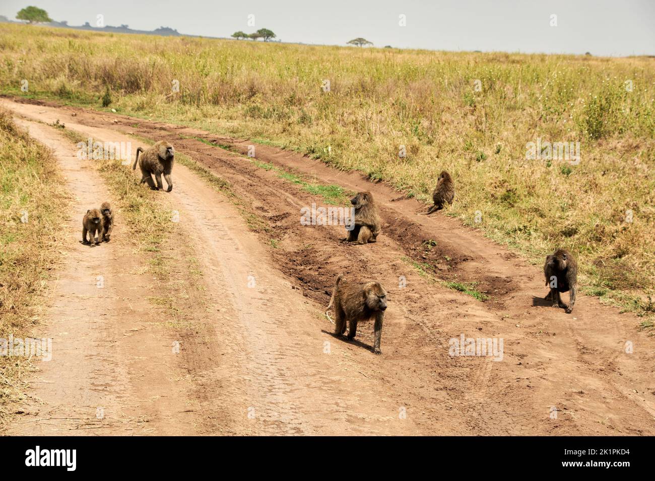 A group of monkeys walking on a trail through an African field Stock ...