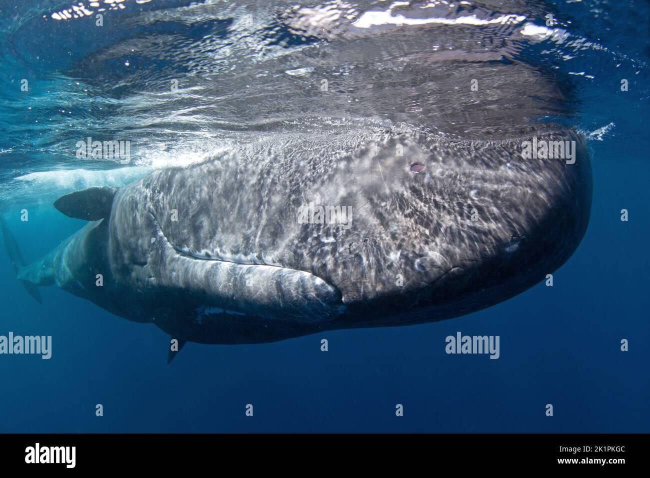 sperm whale, physeter macrocephalus, Indian Ocean Stock Photo - Alamy
