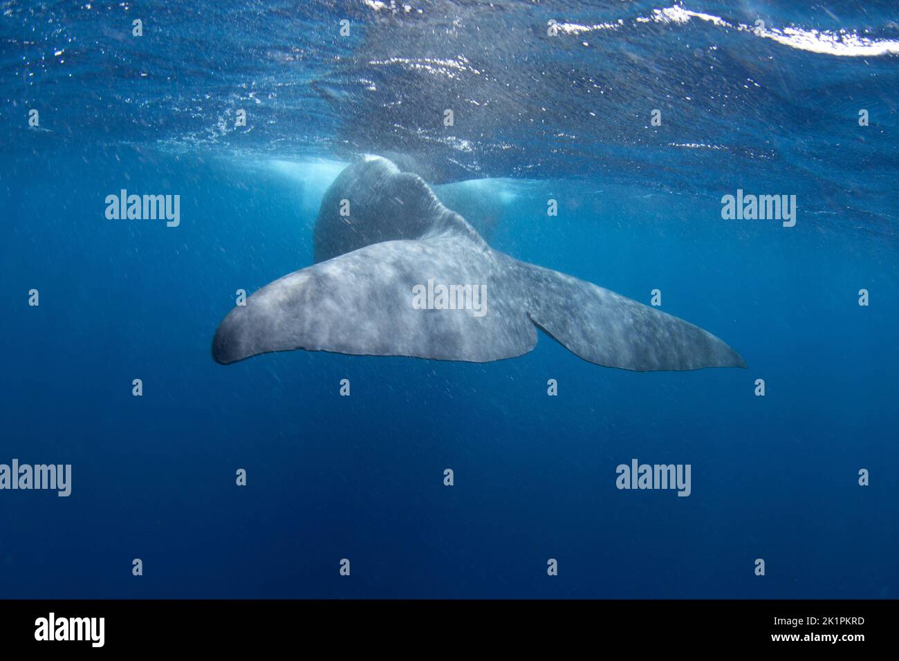 sperm whale, physeter macrocephalus, Indian Ocean Stock Photo - Alamy