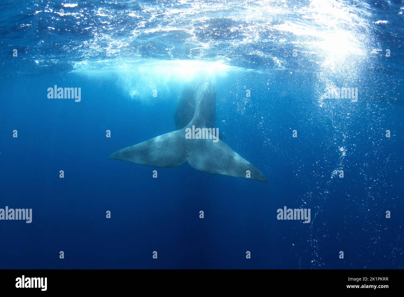 sperm whale, physeter macrocephalus, Indian Ocean Stock Photo - Alamy