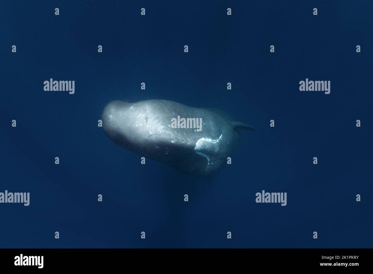 sperm whale, physeter macrocephalus, Indian Ocean Stock Photo - Alamy