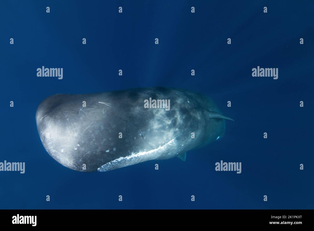 sperm whale, physeter macrocephalus, Indian Ocean Stock Photo - Alamy