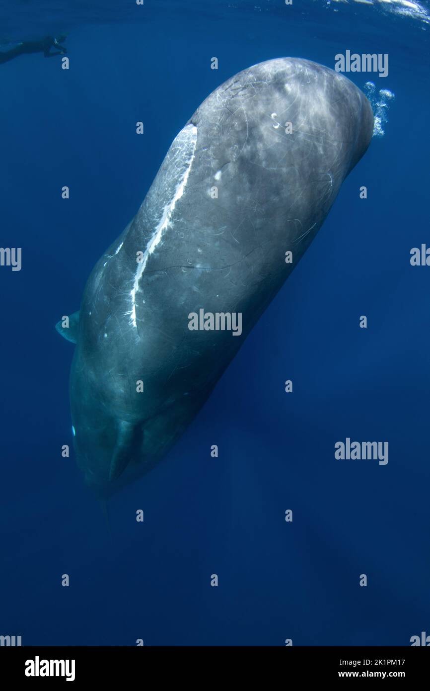 sperm whale, physeter macrocephalus, Indian Ocean Stock Photo - Alamy