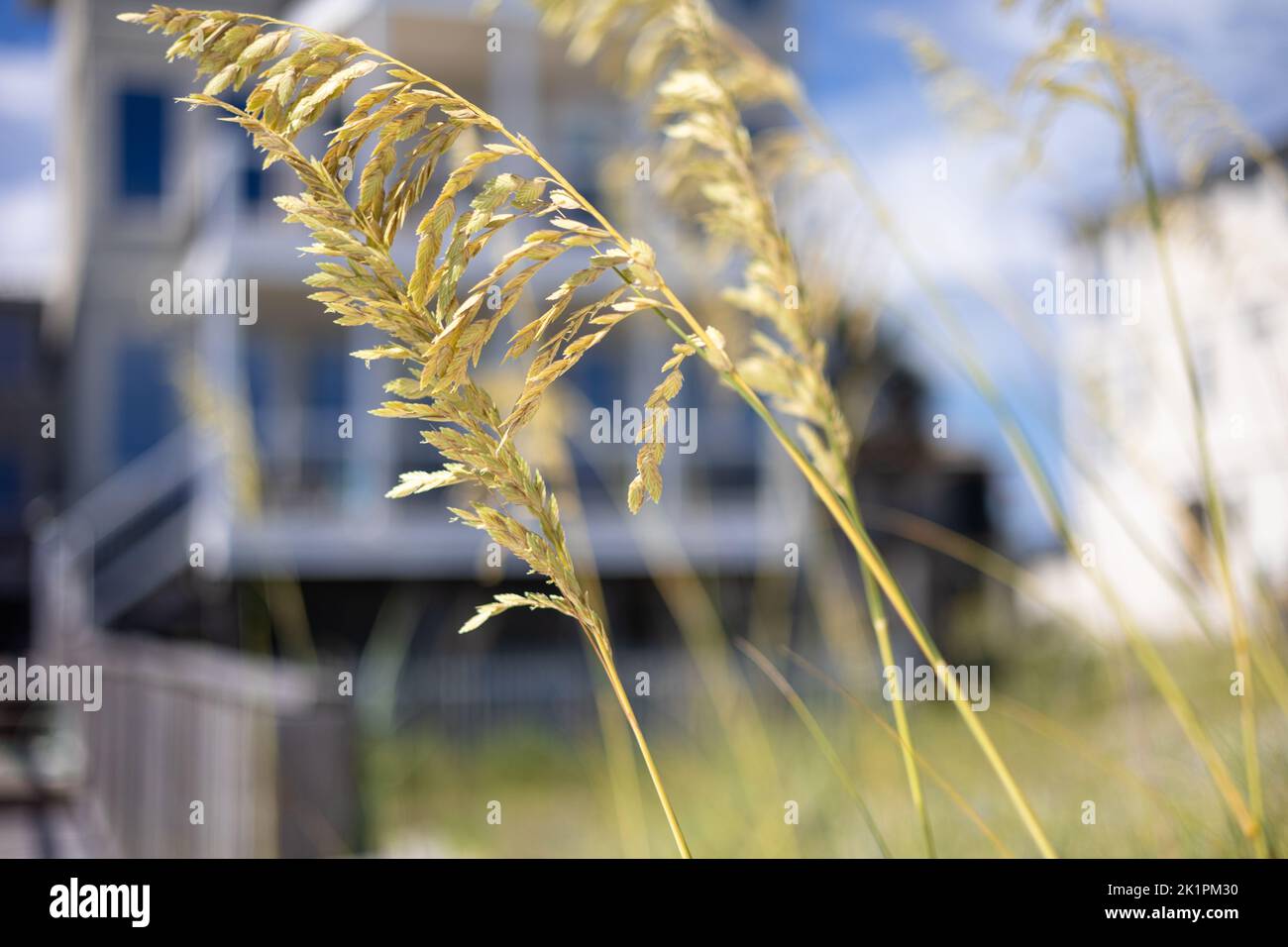 A long wild grass with a modern house background Stock Photo - Alamy