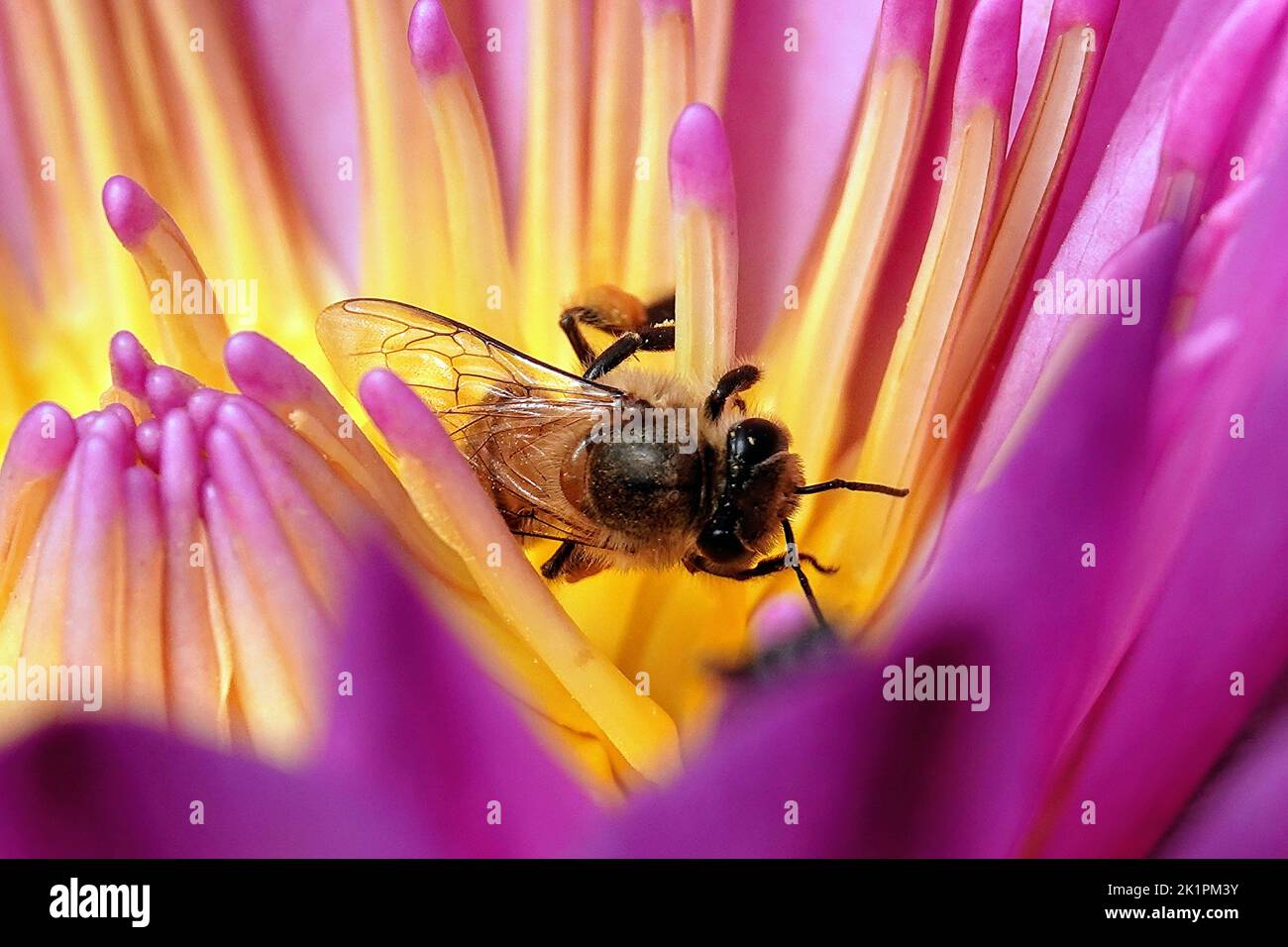 A closeup shot of a fly on the colorful flower Stock Photo - Alamy