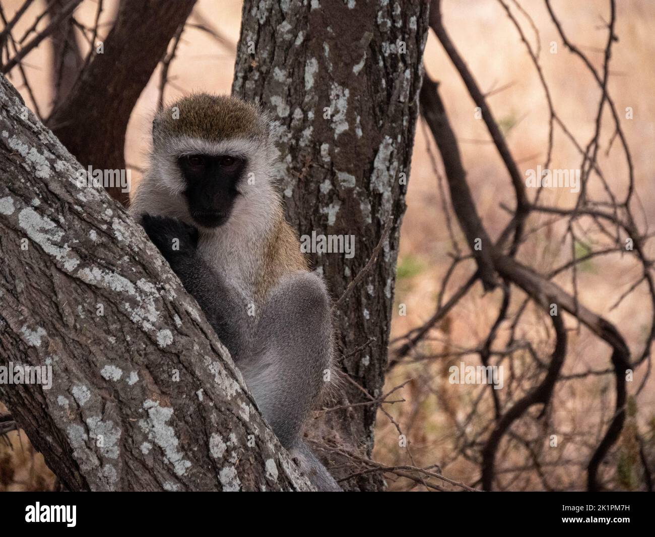 A portrait of a cute green monkey sitting on a tree Stock Photo - Alamy