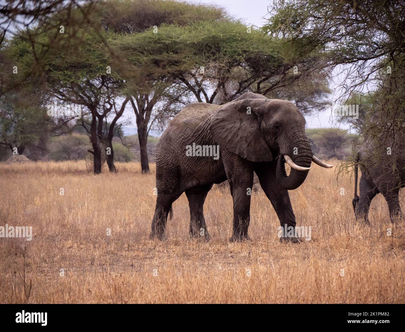 A beautiful shot of an elephant in a dry field Stock Photo - Alamy