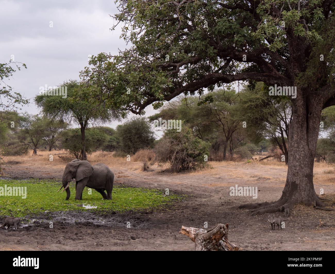 Elephant fangs hi-res stock photography and images - Alamy