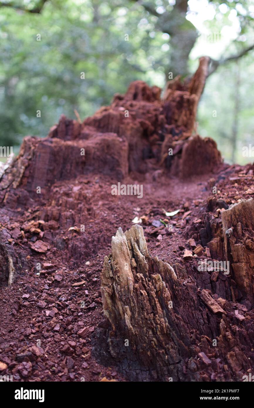 A vertical closeup of a brown rotten tree trunk with soil and timber on ...