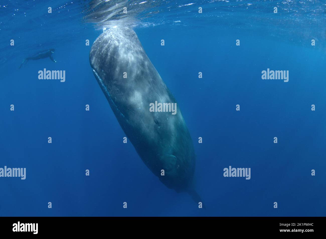 sperm whale, physeter macrocephalus, Indian Ocean Stock Photo - Alamy
