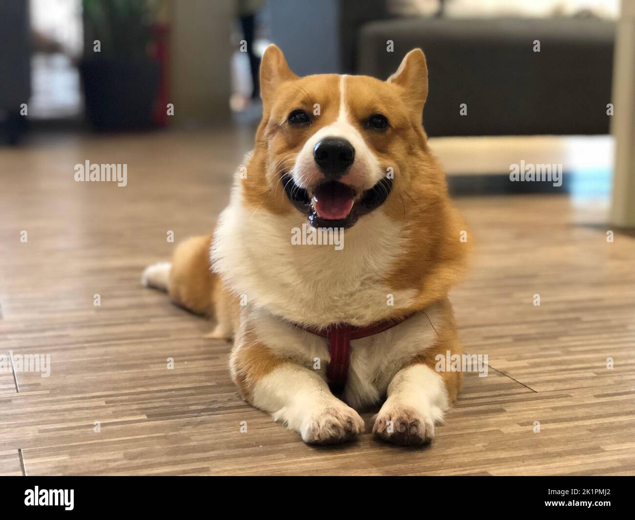 A closeup of a cute Pembroke Welsh corgi lying on its stomach on a ...