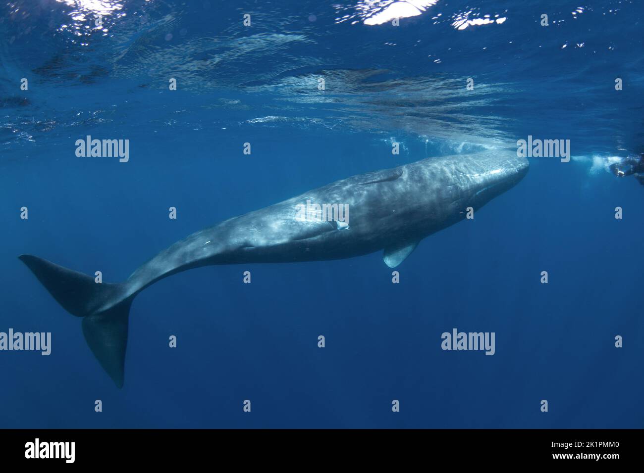 sperm whale, physeter macrocephalus, Indian Ocean Stock Photo - Alamy