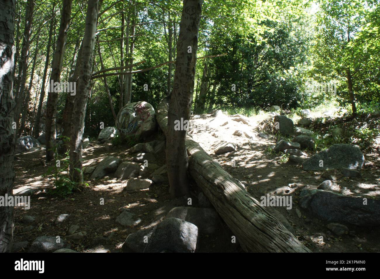 A tree log lying on the ground in a forest and in the background a ...