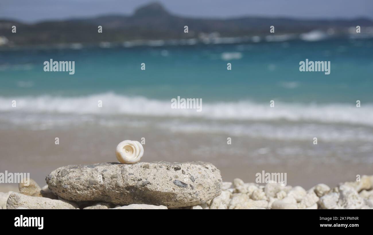 A seashell on a stone on the beach with a beautiful sea in the ...