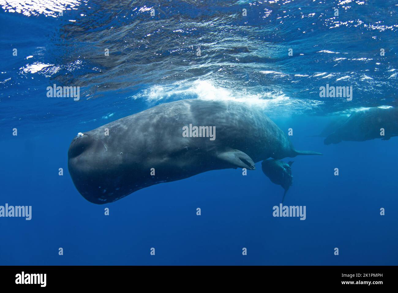 sperm whale, physeter macrocephalus, Indian Ocean Stock Photo - Alamy