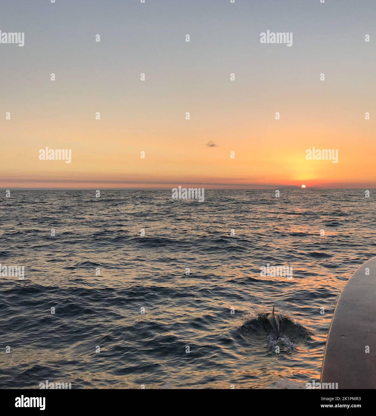 An orange sunset over a clear ocean with a dolphin swimming Stock Photo ...