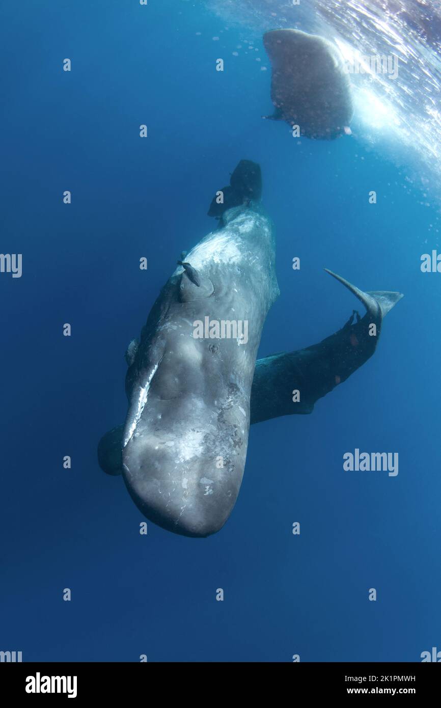 sperm whale, physeter macrocephalus, Indian Ocean Stock Photo - Alamy