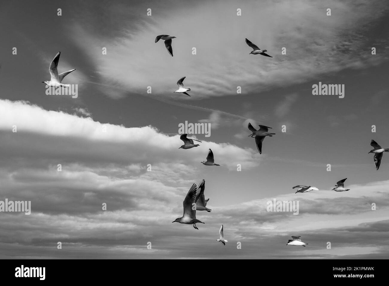 A greyscale shot of birds flying under the cloudy sky Stock Photo - Alamy