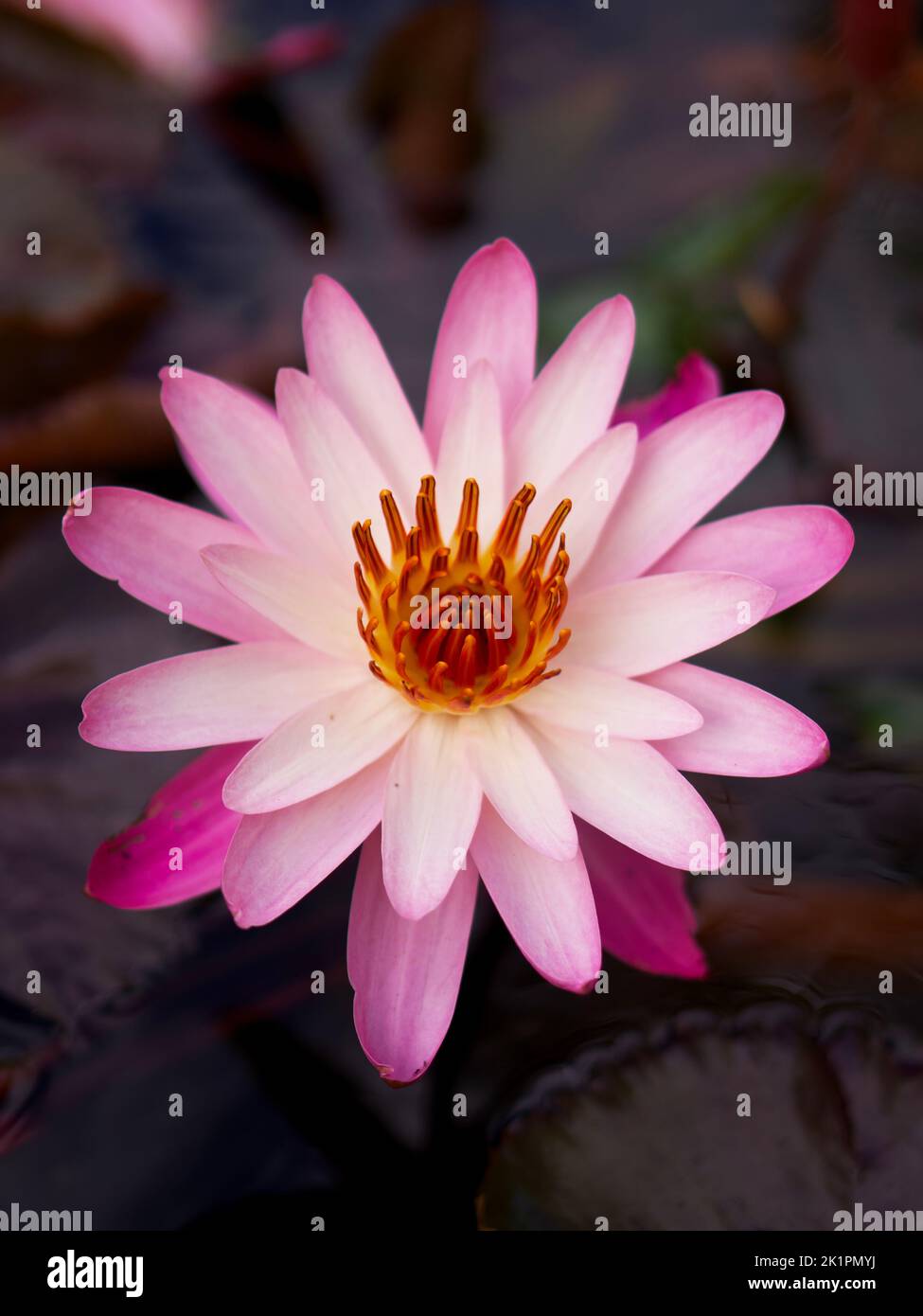 Egyptian lotus flower hi-res stock photography and images - Alamy