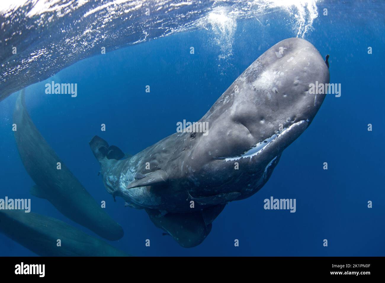 sperm whale, physeter macrocephalus, Indian Ocean Stock Photo - Alamy