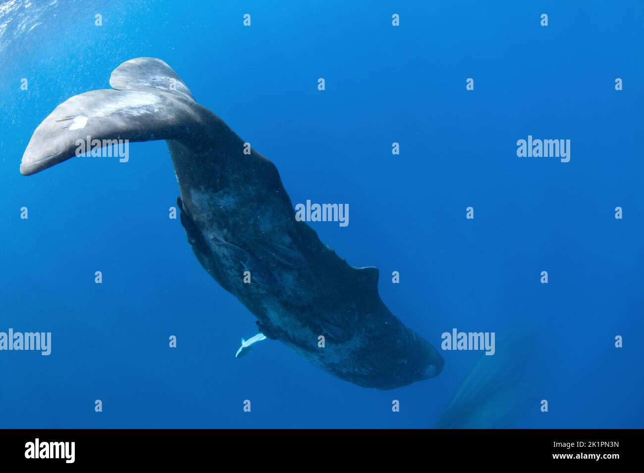 sperm whale, physeter macrocephalus, Indian Ocean Stock Photo - Alamy