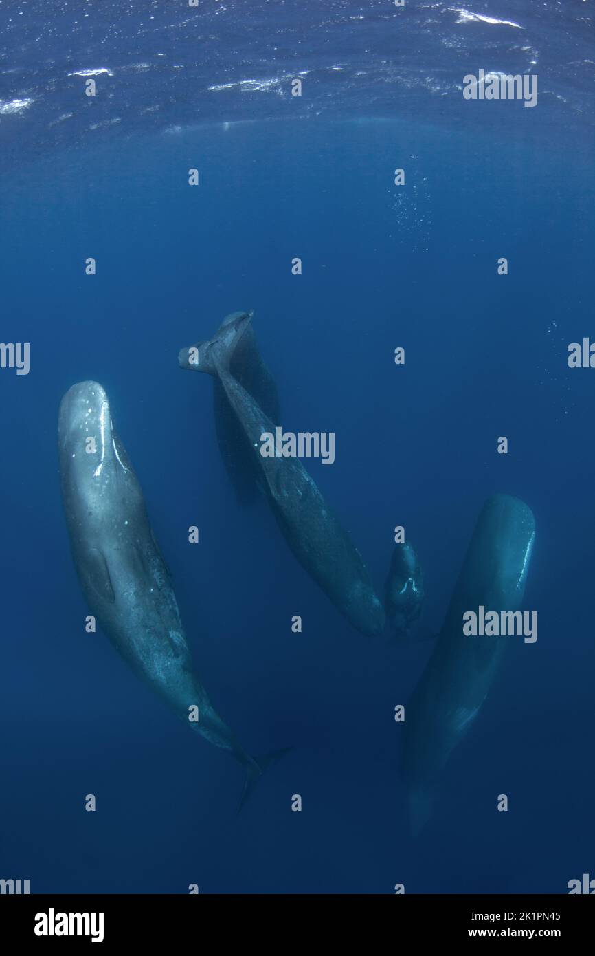 sperm whale, physeter macrocephalus, Indian Ocean Stock Photo - Alamy