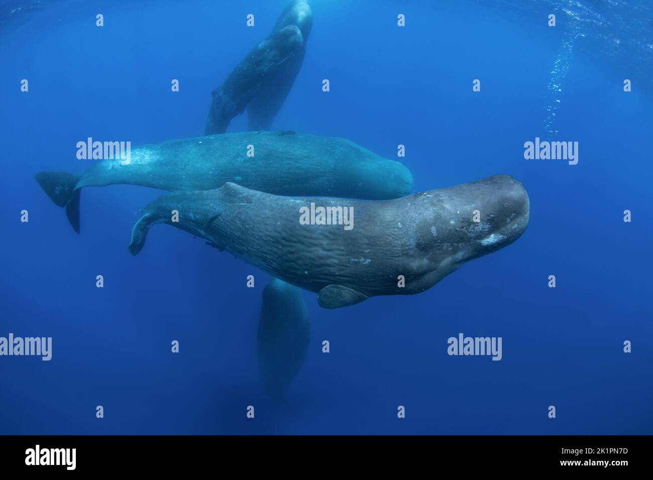 sperm whale, physeter macrocephalus, Indian Ocean Stock Photo - Alamy