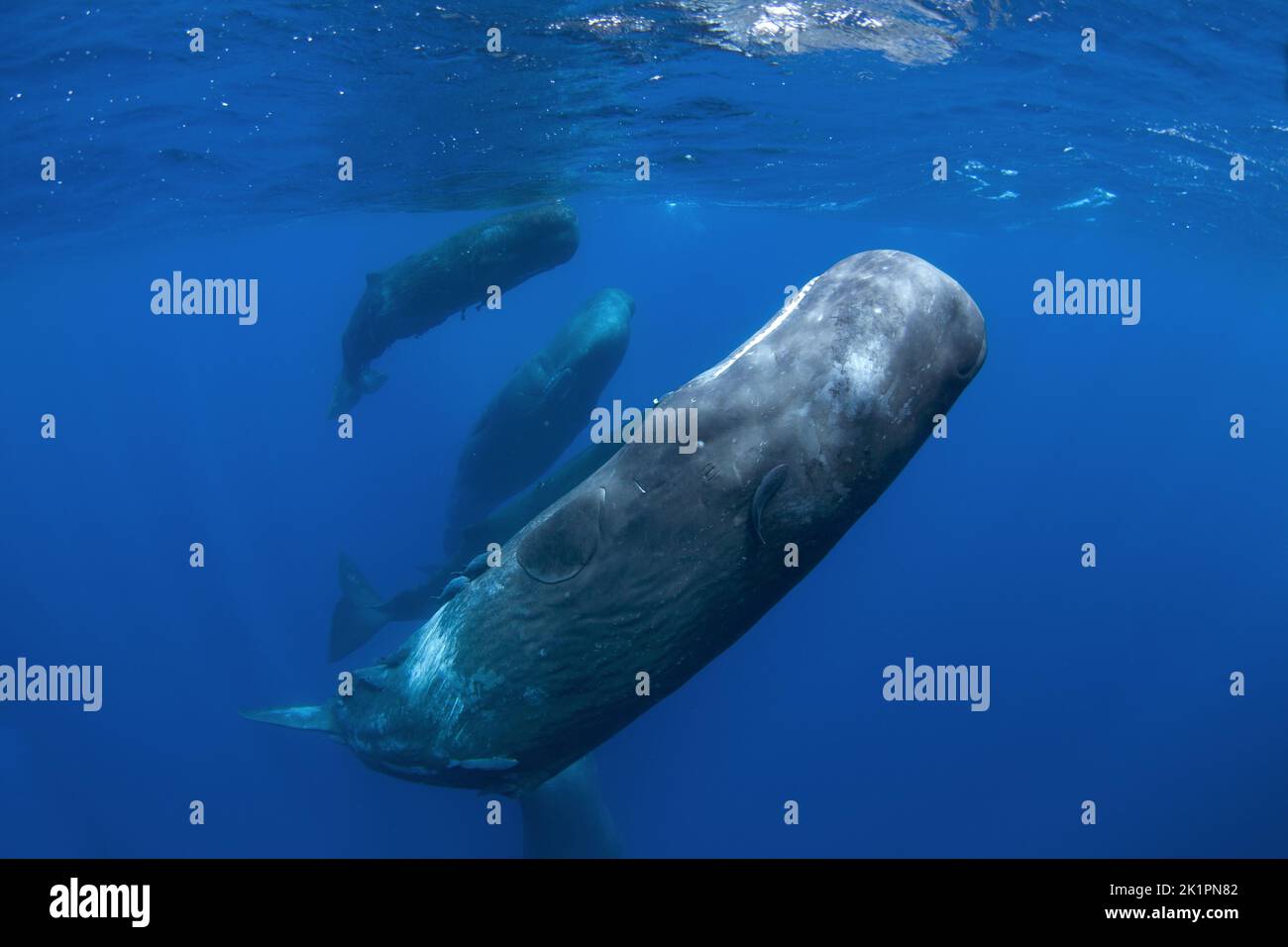 sperm whale, physeter macrocephalus, Indian Ocean Stock Photo - Alamy
