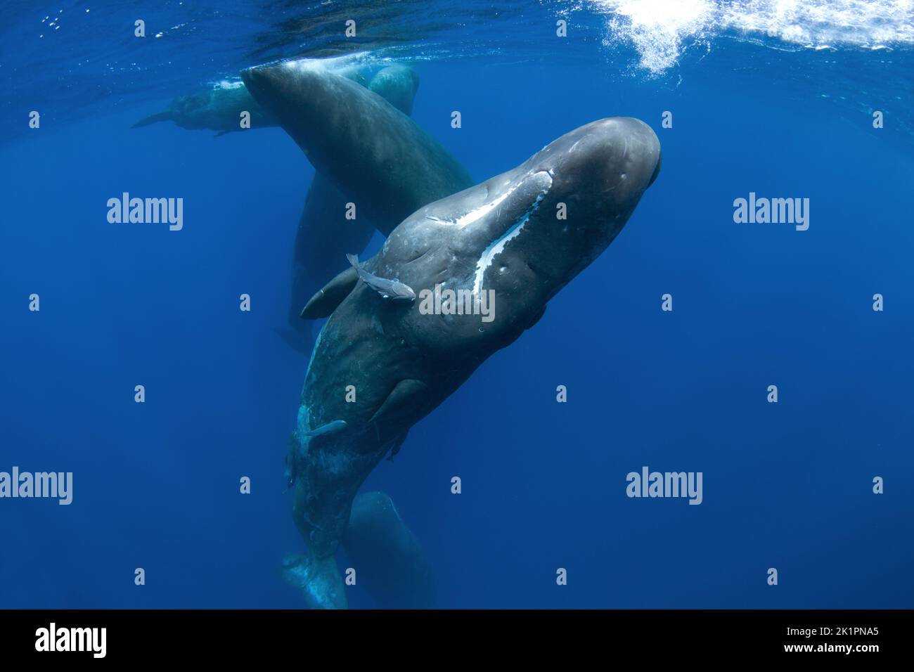 sperm whale, physeter macrocephalus, Indian Ocean Stock Photo - Alamy