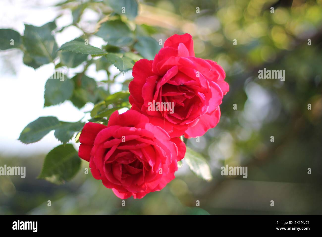 A closeup of two red roses on the bush Stock Photo - Alamy