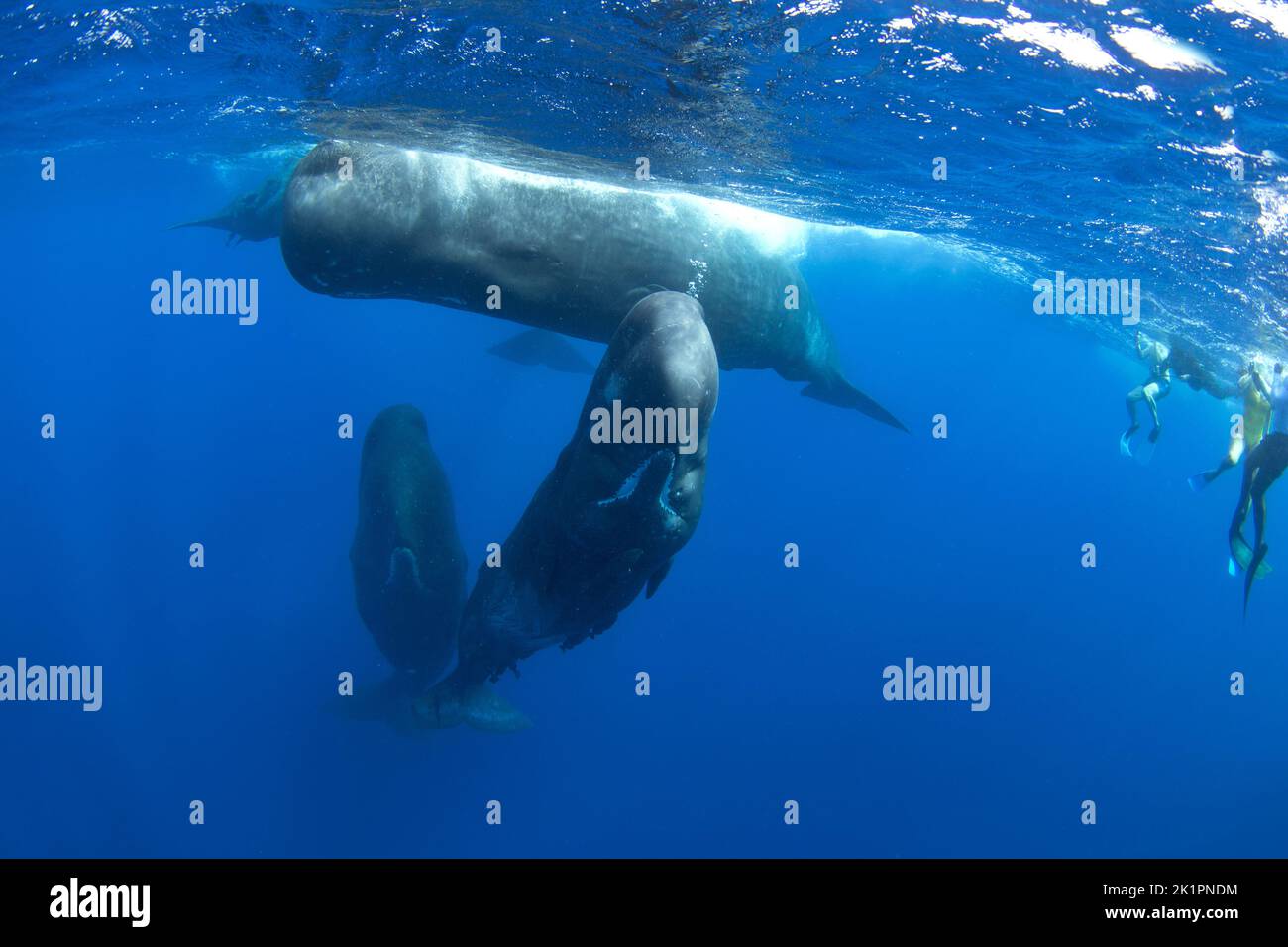 sperm whale, physeter macrocephalus, Indian Ocean Stock Photo - Alamy