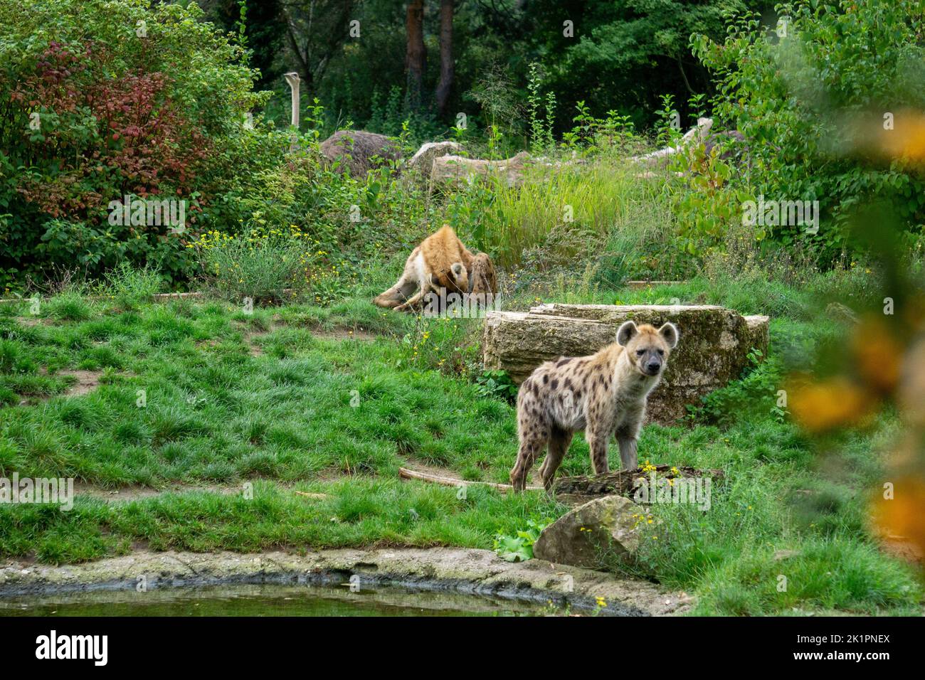 A scenic shot of furry spotted hyenas in their habitat surrounded by ...