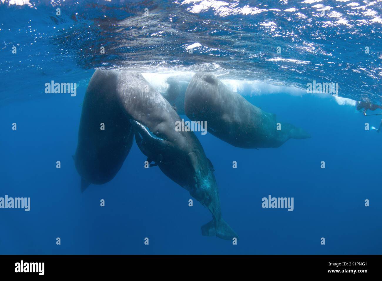 sperm whale, physeter macrocephalus, Indian Ocean Stock Photo - Alamy