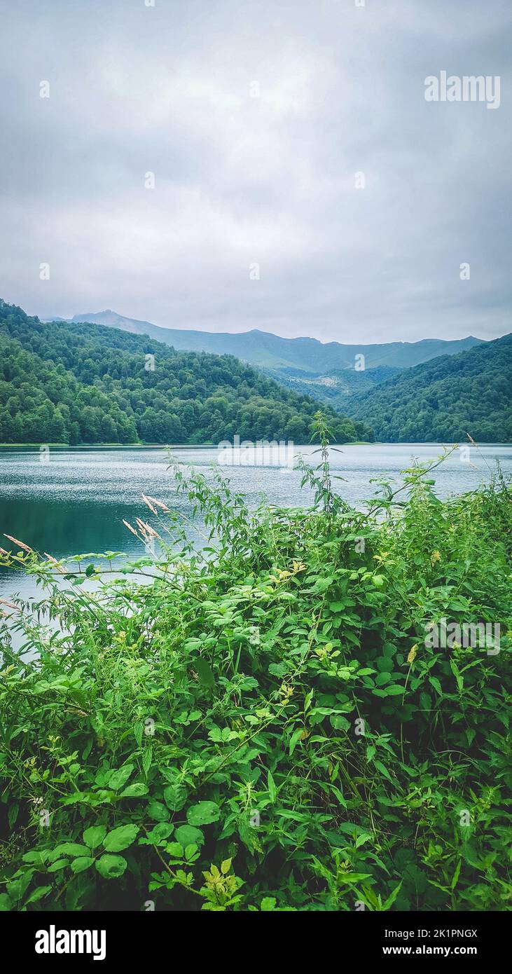 Densely forested background hi-res stock photography and images - Alamy