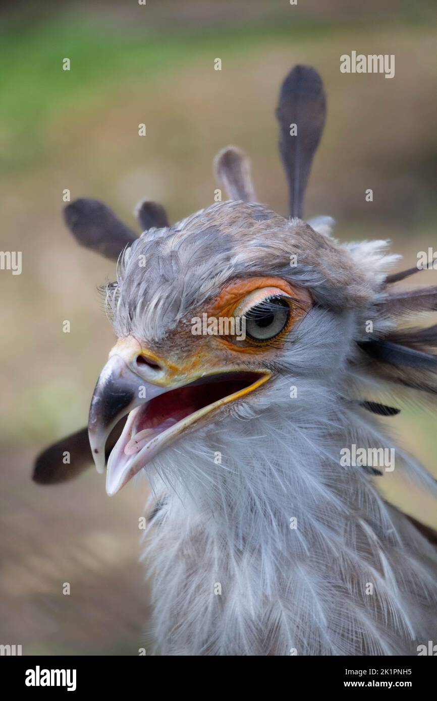 A vertical closeup of secretary bird (Sagittarius serpentarius) in ...