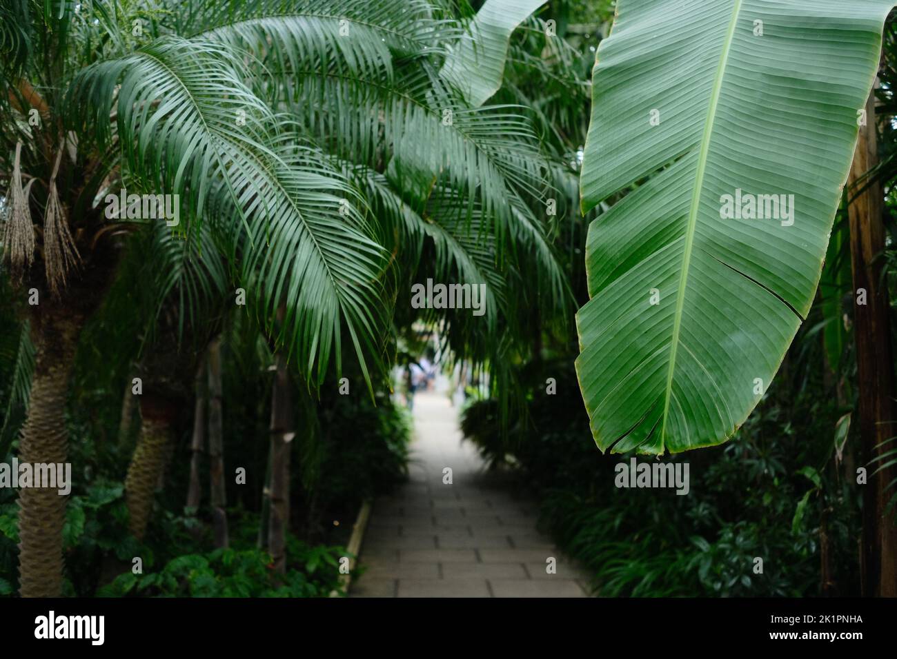 An empty pavement passing through green tropical trees Stock Photo - Alamy