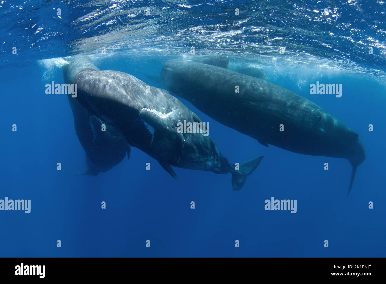sperm whale, physeter macrocephalus, Indian Ocean Stock Photo - Alamy