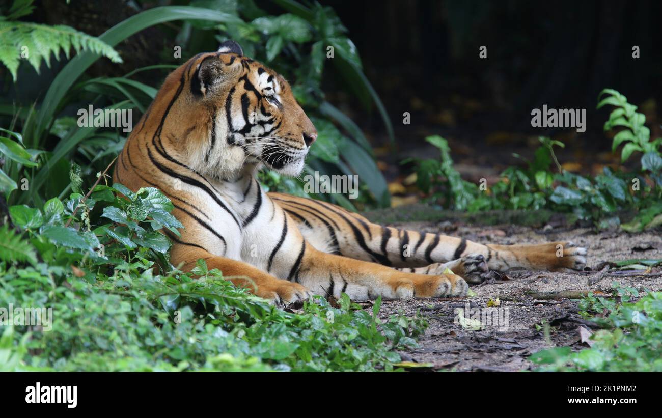 A giant Sumatran tiger lying on the ground in a tropical forest Stock ...