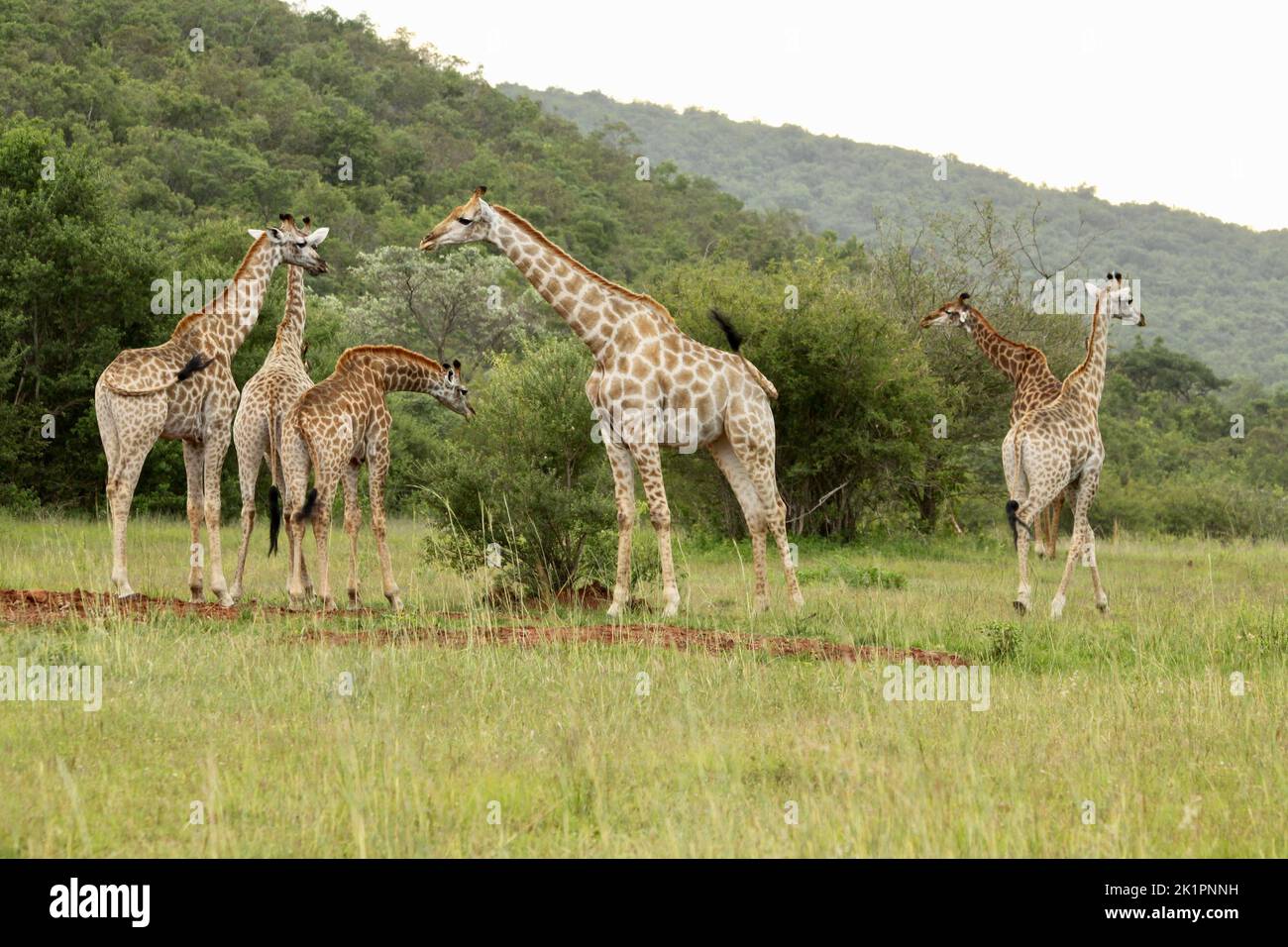 A group of giraffes in a meadow in the background of mountains Stock ...