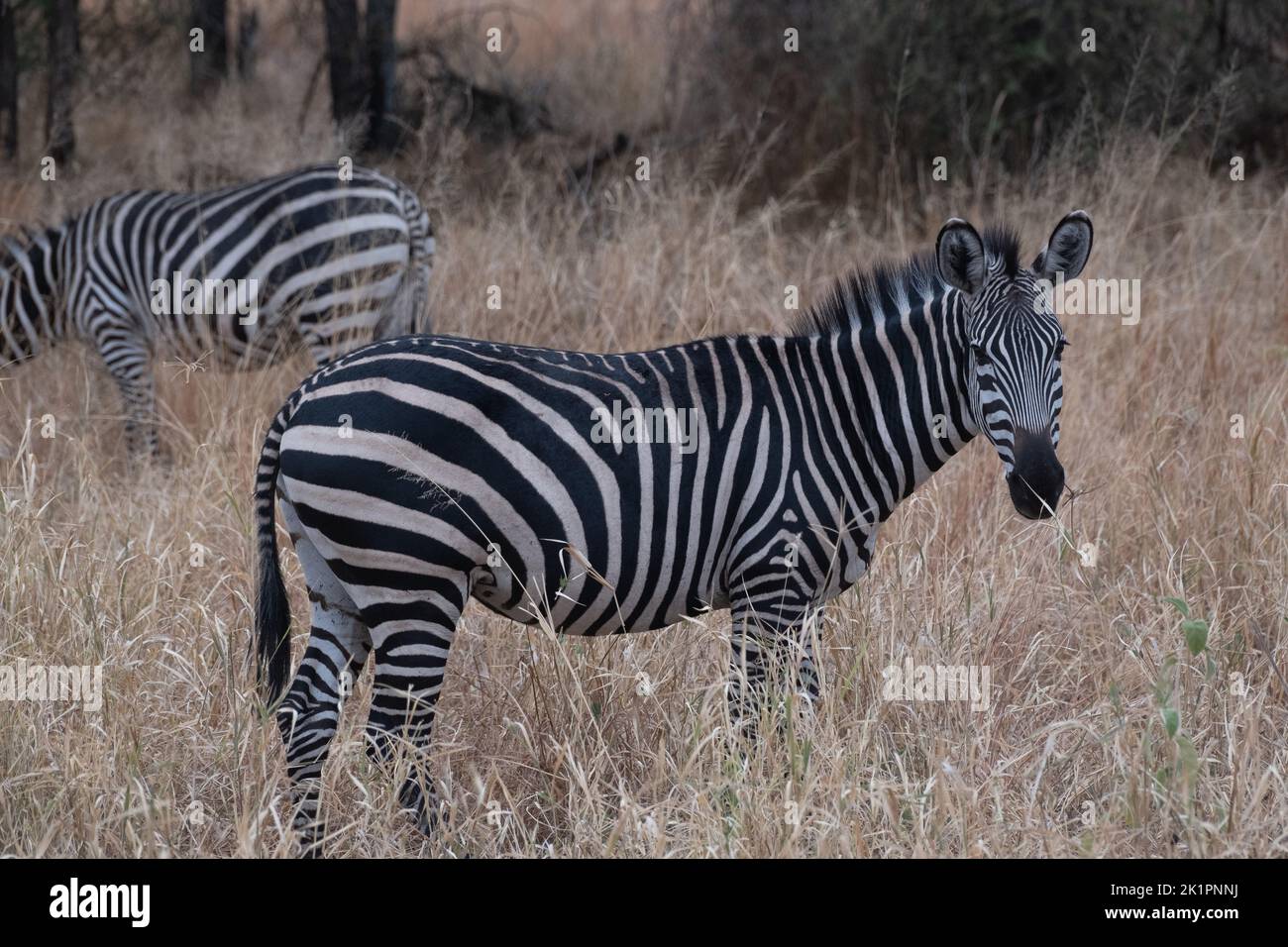 A scenic shot of beautiful zebras standing in a field of dry grass in ...