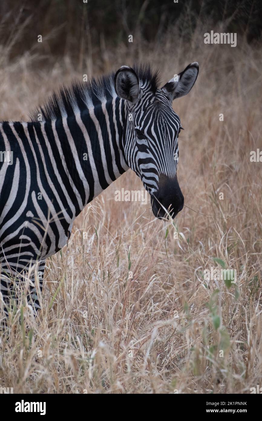 A portrait of a beautiful zebra standing in a field of dry grass in the ...