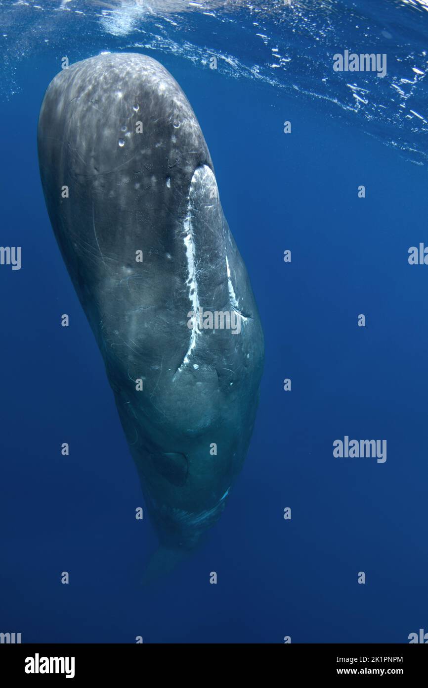 sperm whale, physeter macrocephalus, Indian Ocean Stock Photo - Alamy