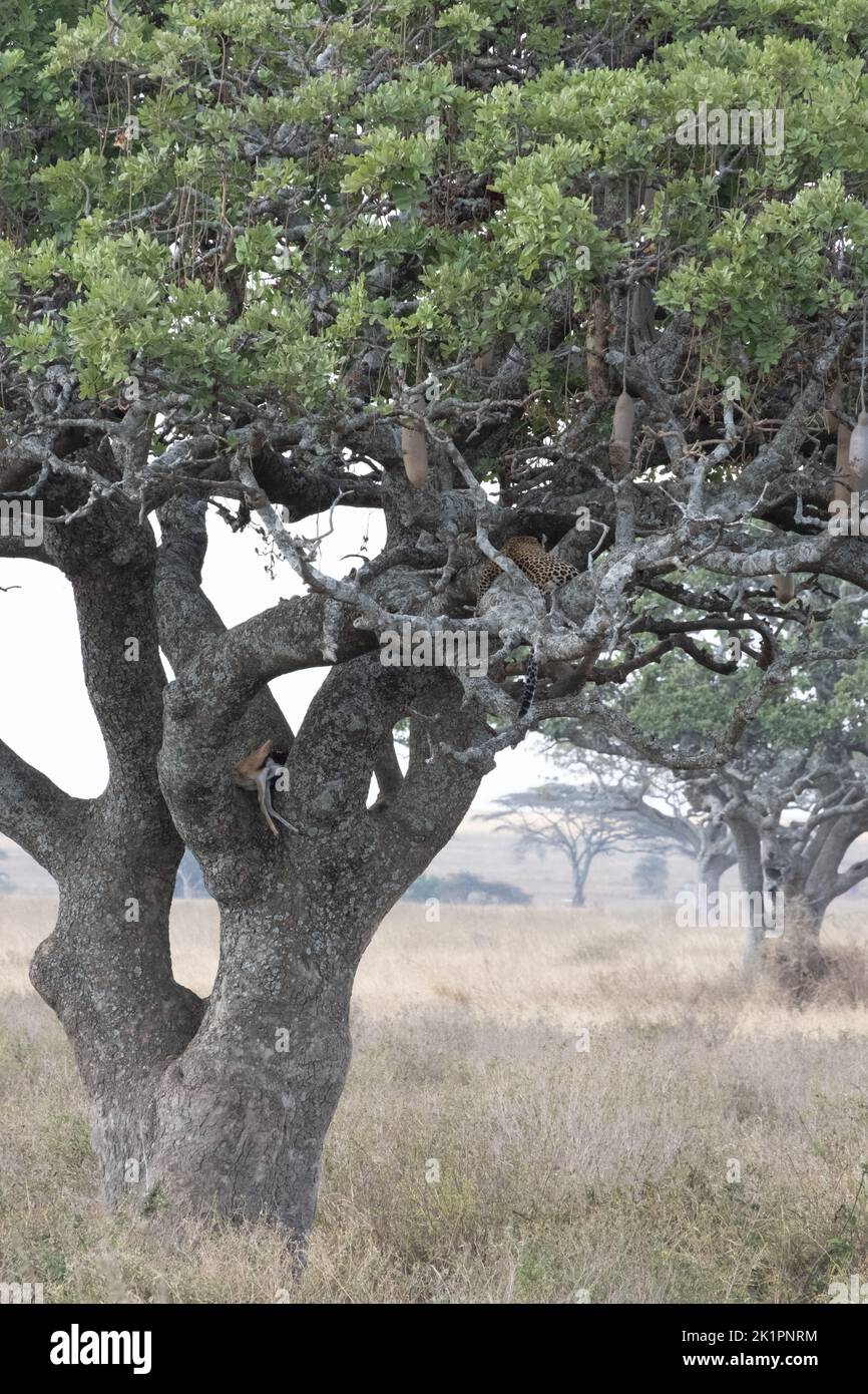 The Leopards sleeping in a tree with a dead antelope in the Serengeti ...