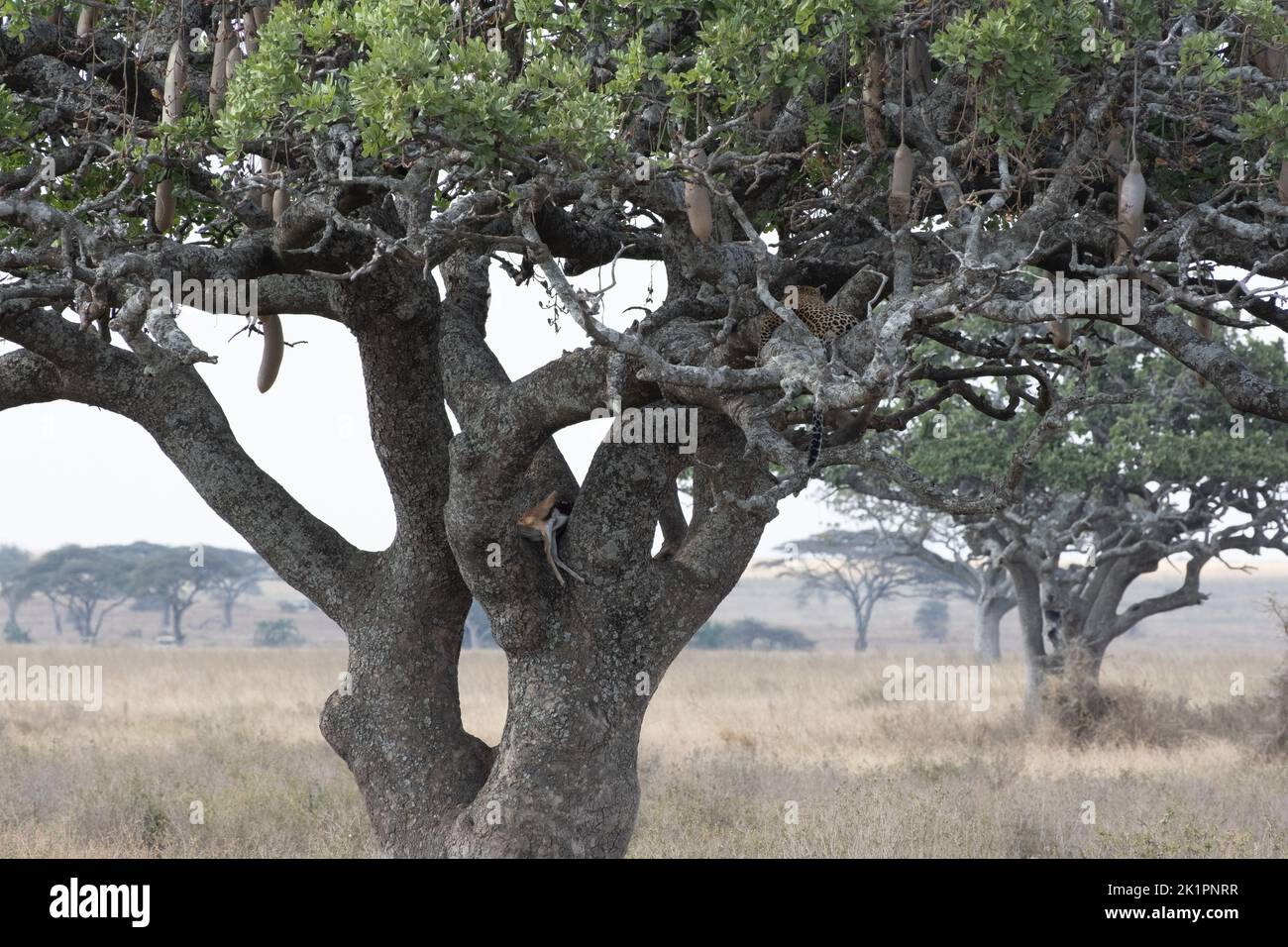 The Leopards sleeping in a tree with a dead antelope in the Serengeti ...